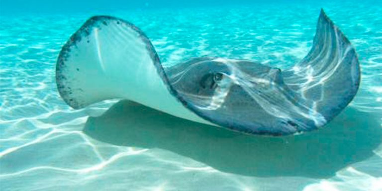 Arraia viraliza na internet ao aparecer 'sorrindo' em foto com turistas