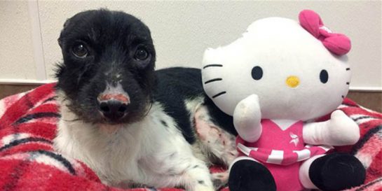 Cão perde as orelhas em incêndio, mas consegue se recuperar ao ganhar ...