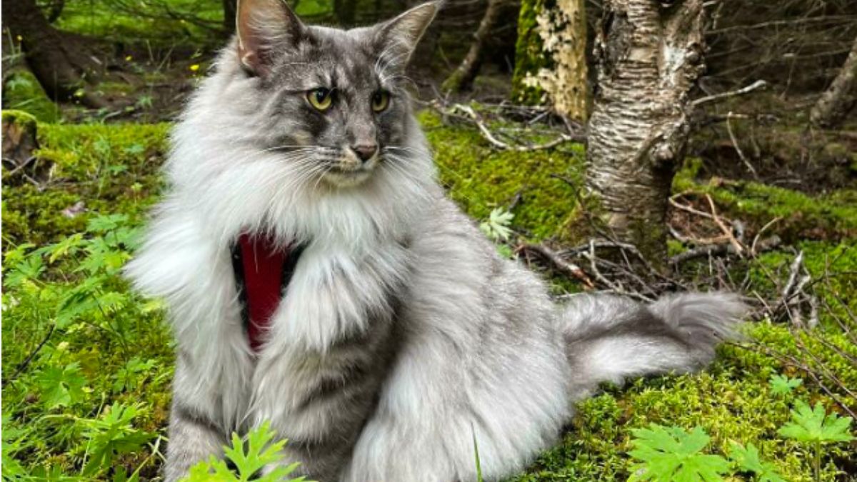 gatos9 - Best Of Web