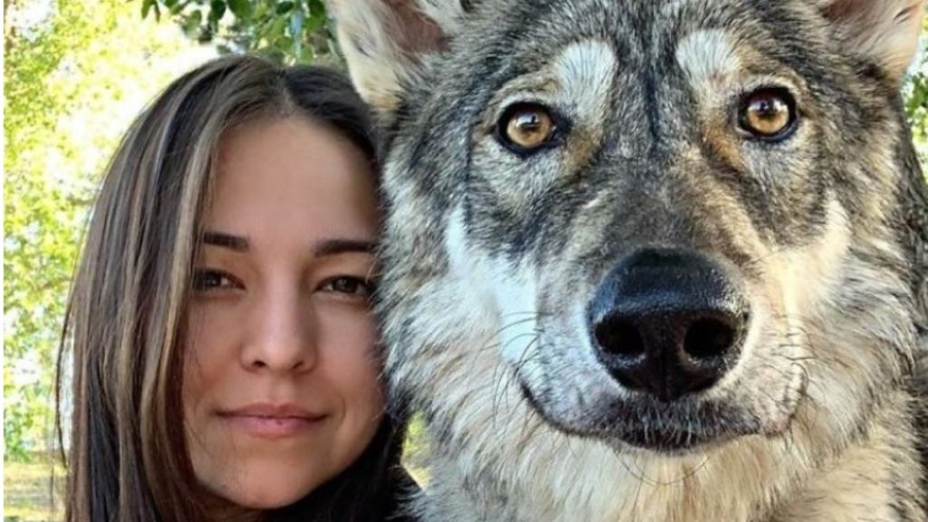 Ela adotou um filhote de lobo e ganhou um grande Pet.