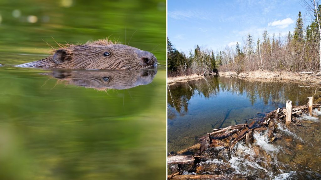 Como os castores estão salvando os rios? Natureza Incrível!
