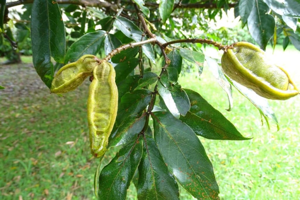 Ingá: A fruta amazônico aliado da saúde Palavras-